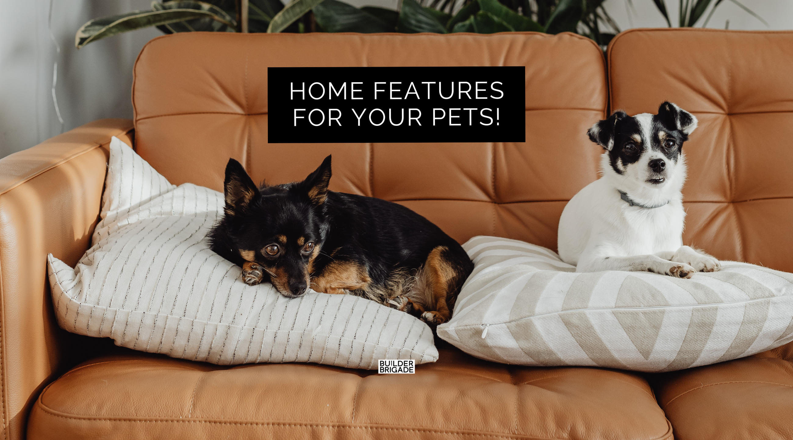 6 Home Features For Your Furry Friends – Builder Brigade